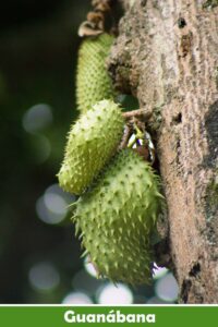 Jugo De Guanábana: Receta, Beneficios Y Más
